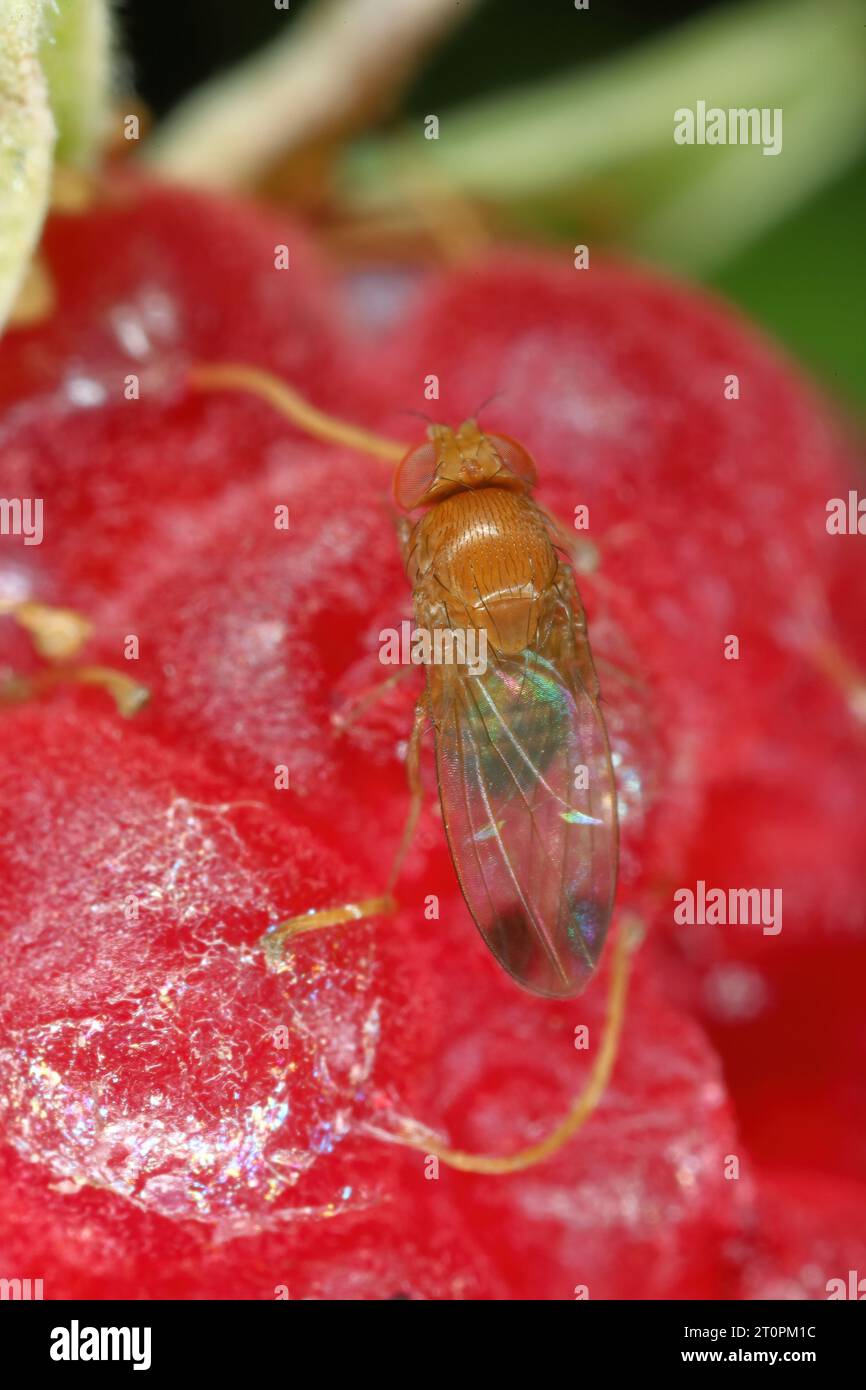 Male Drosophila suzukii - commonly called the spotted wing drosophila ...