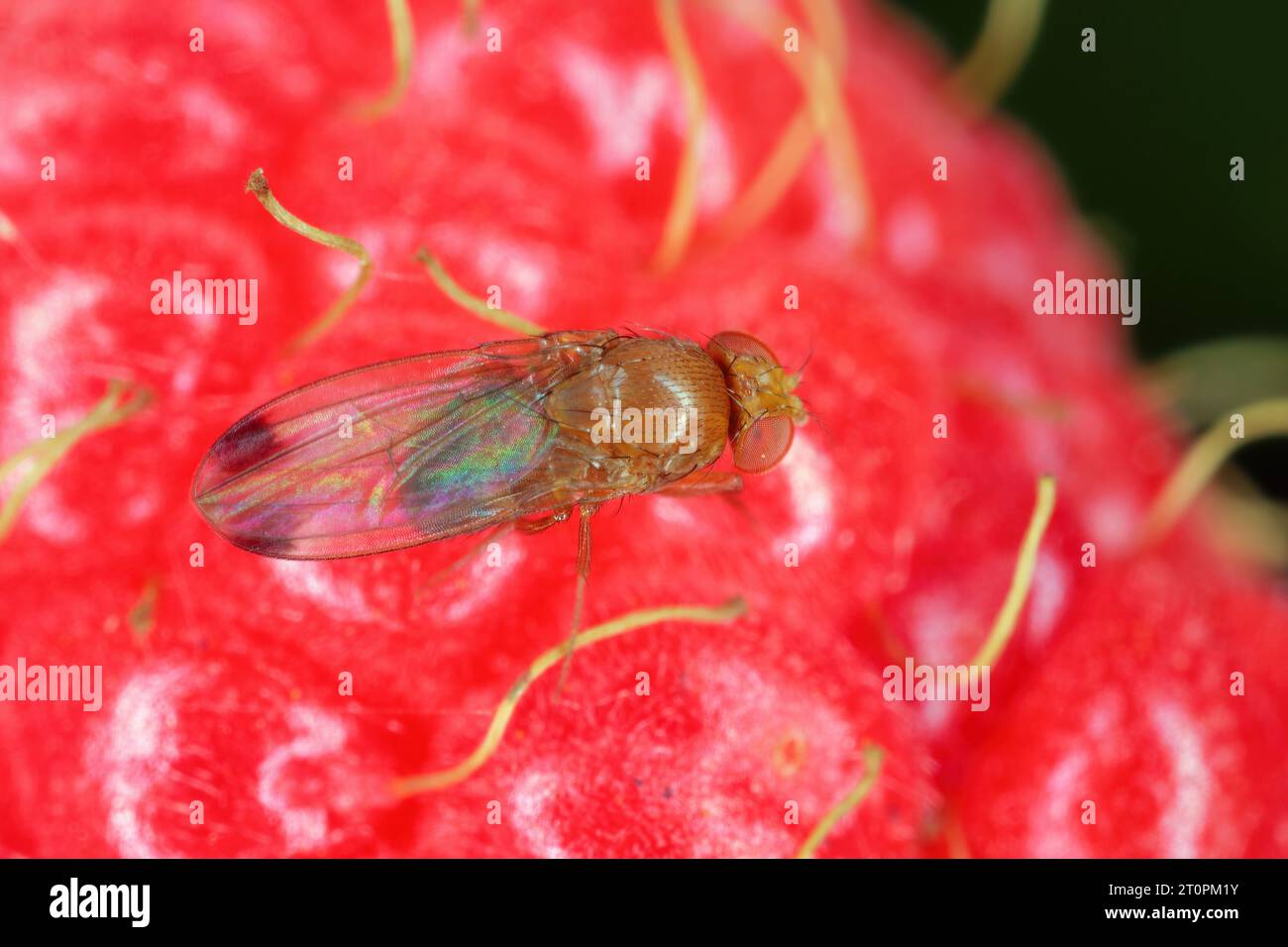 Male Drosophila suzukii - commonly called the spotted wing drosophila ...