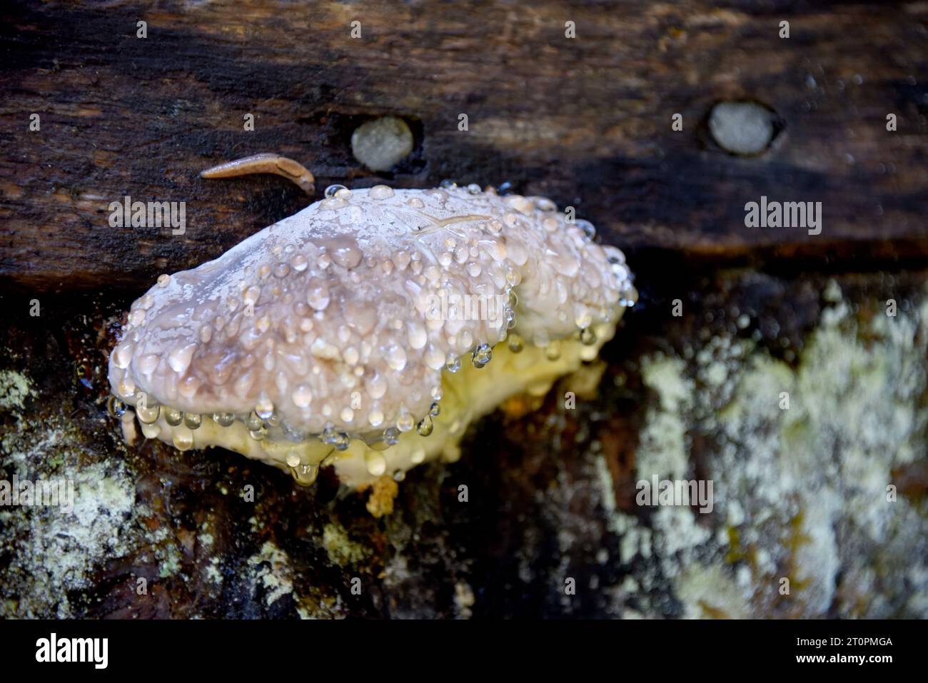 Mushroom grows on tree in Willamette National Forest. It drips from ...