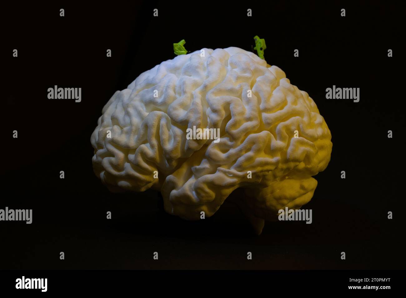 3D printed model of the human brain reconstructed from MRI scans Stock ...