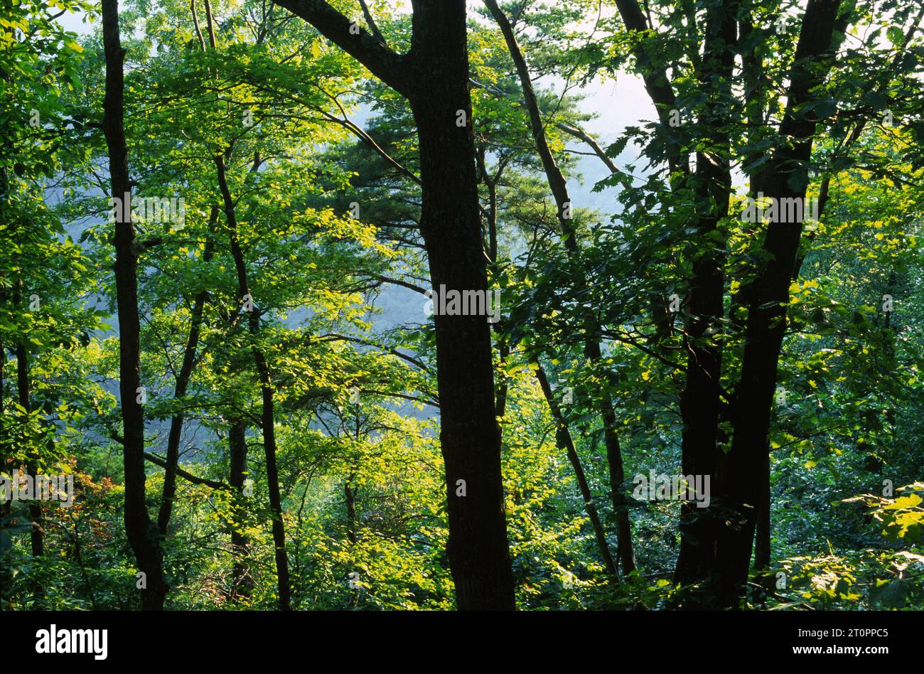 Forest, Cumberland Gap National Historical Park, Virginia Stock Photo ...
