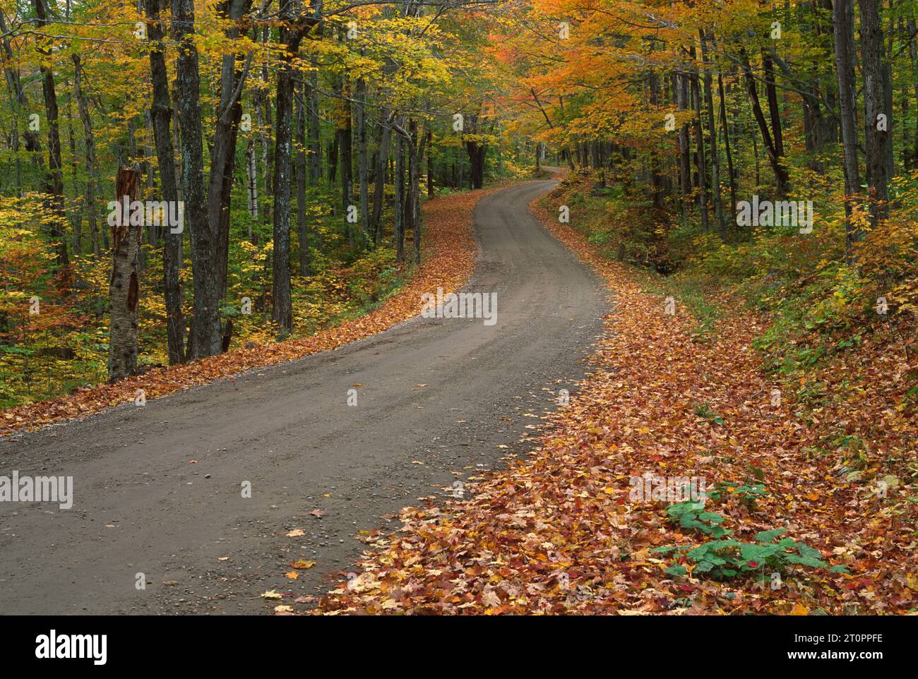 Forest road, White Rocks National Recreation Area, Green Mountain ...
