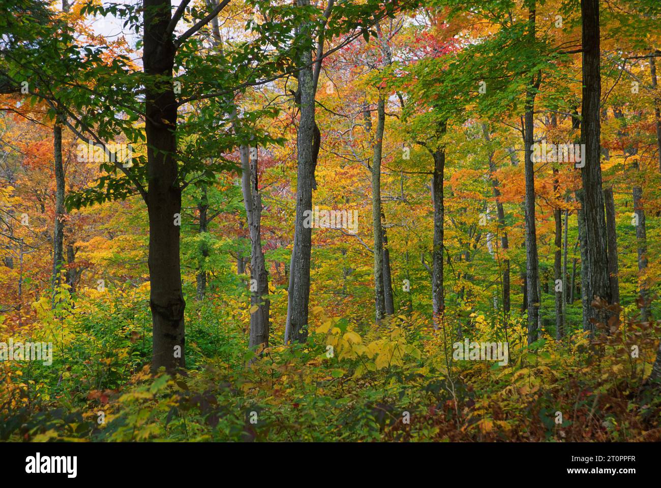 White mountains national recreation hi-res stock photography and images ...