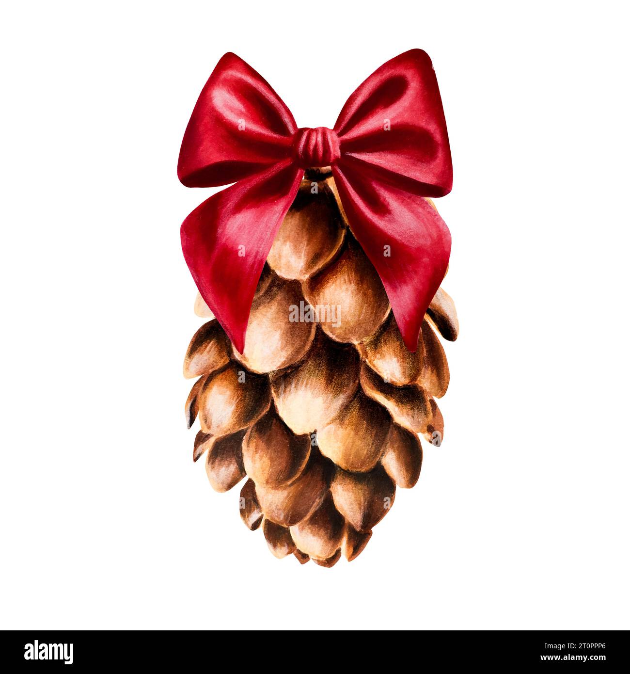 Watercolor hand drawn cone with red satin bow. New year botanical illustration of pine, spruce ...