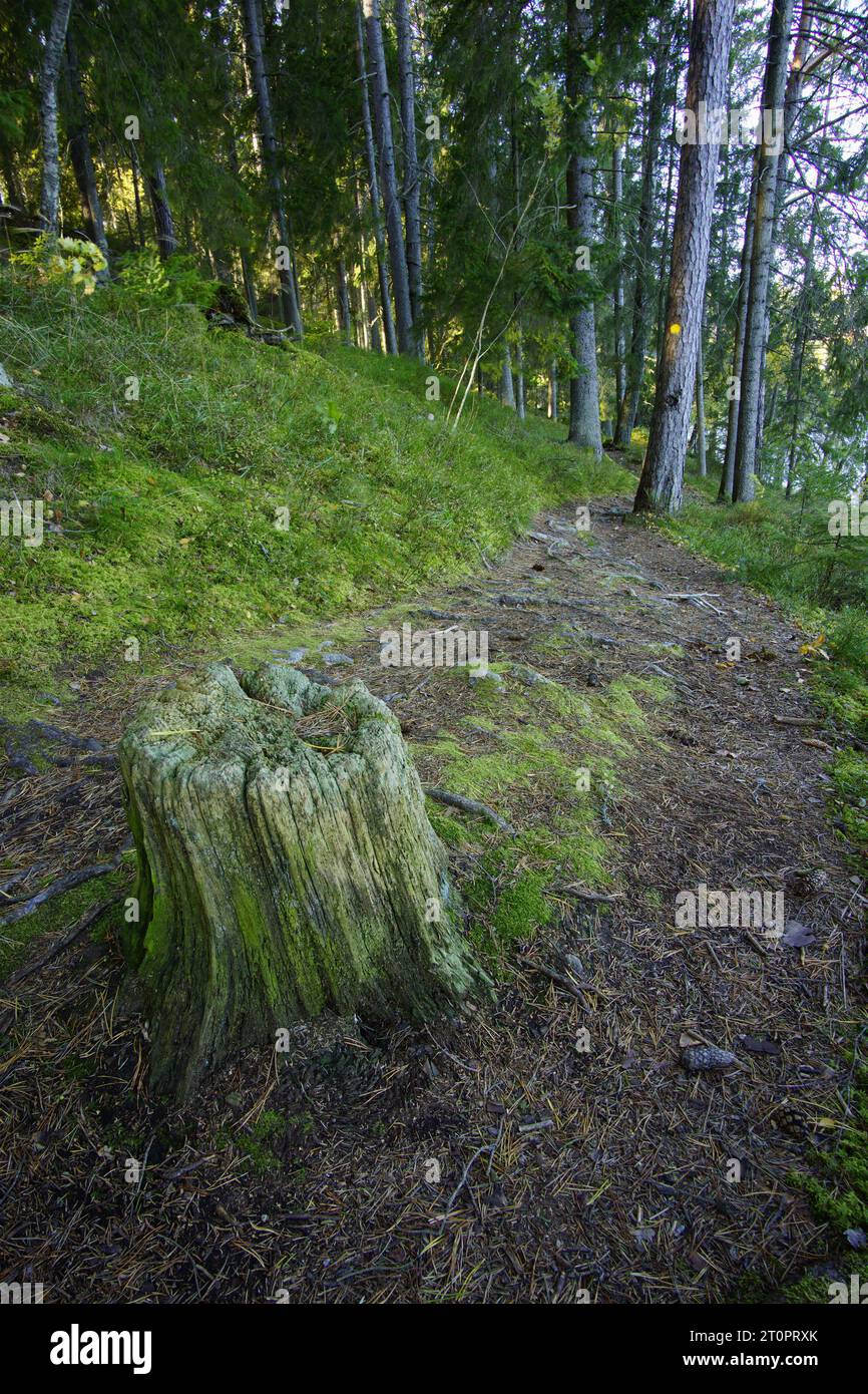 Tree stump by a winding path in the forest Stock Photo - Alamy
