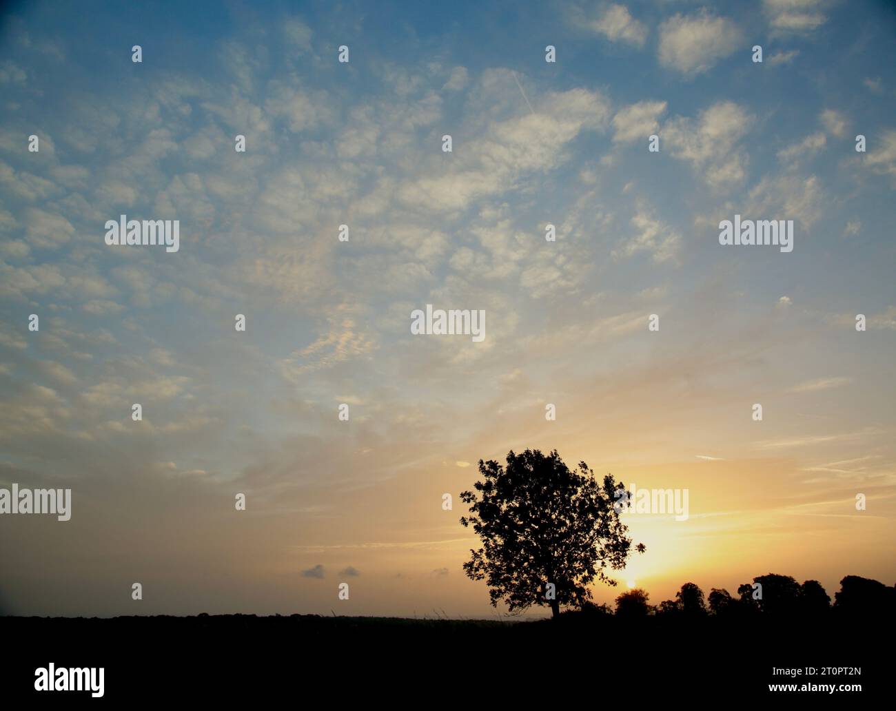 Tree silhouette sunrise Stock Photo - Alamy