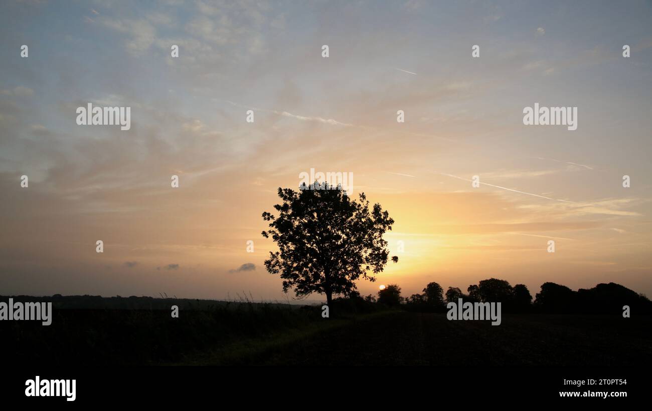 Tree silhouette sunrise Stock Photo - Alamy
