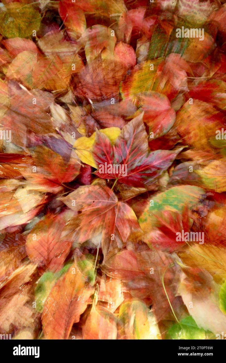 Leaf collage hi-res stock photography and images - Alamy