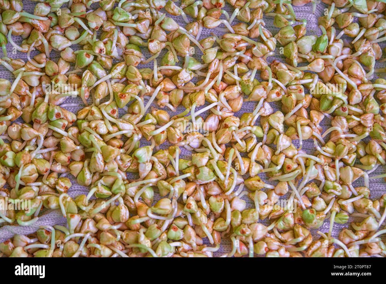 Germinated green buckwheat kernels with sprouts. Sprouted buckwheat ...