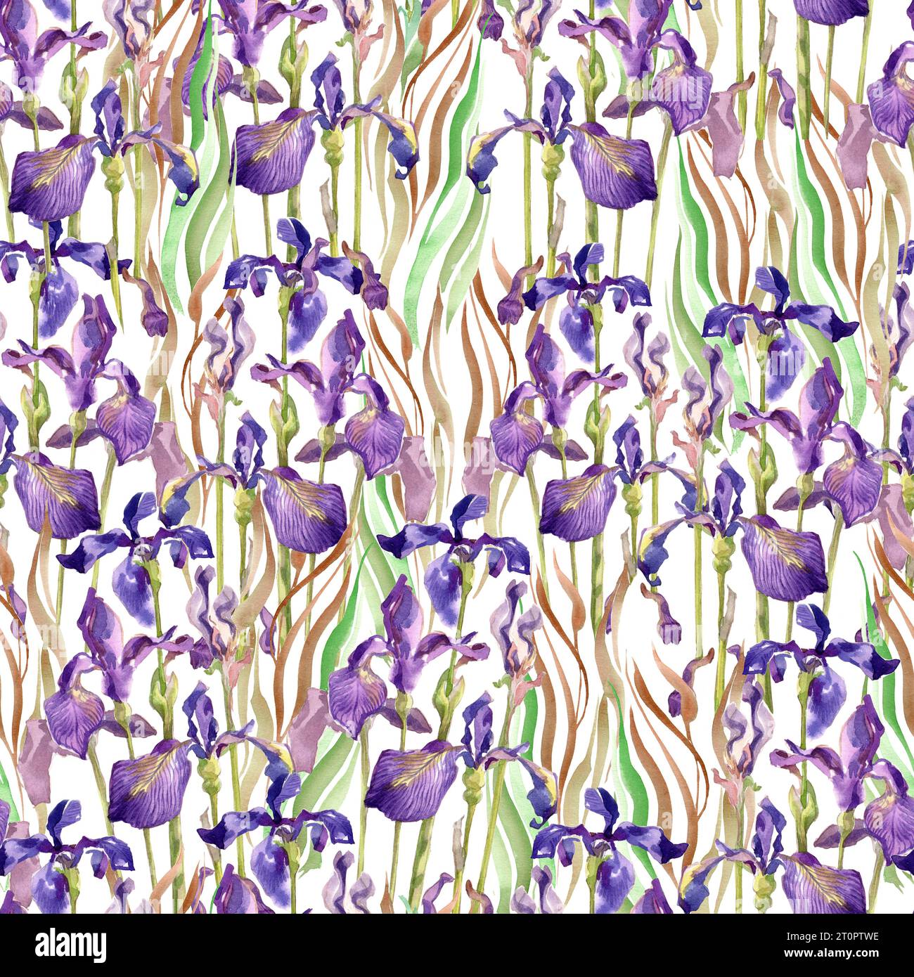 elegant irises flowers watercolor seamless pattern Stock Photo - Alamy