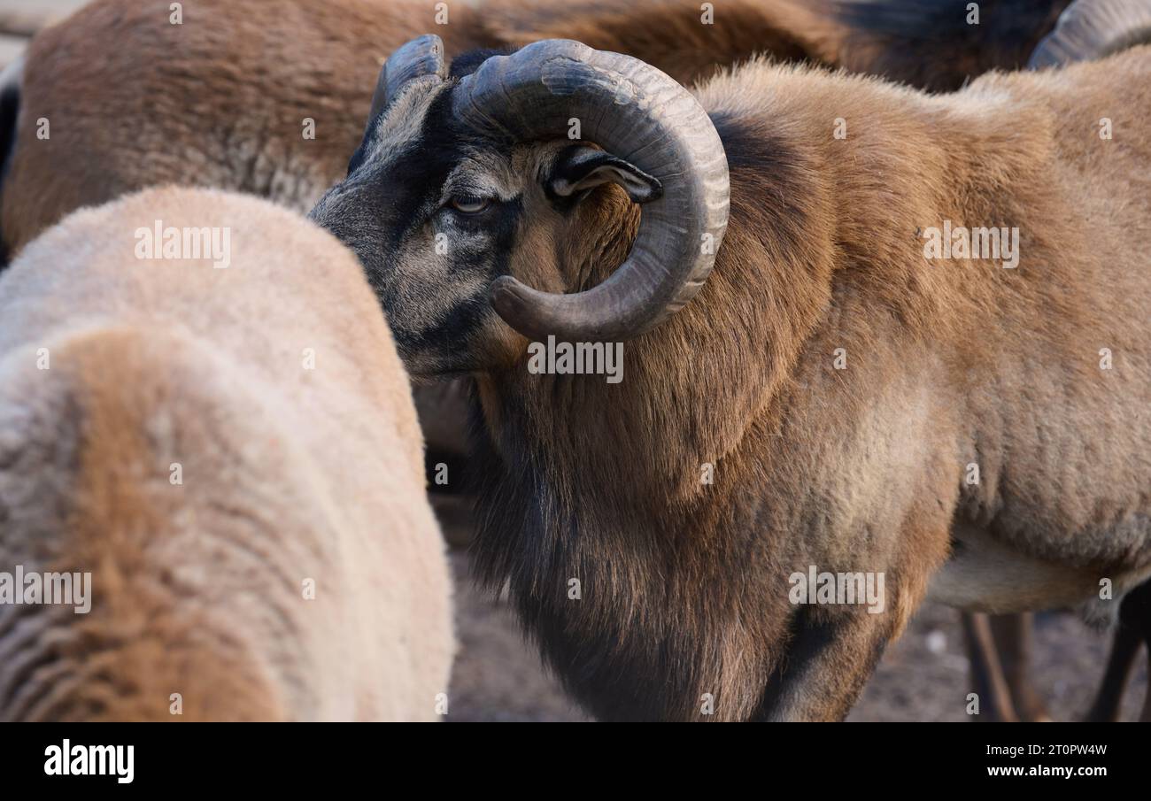 Cameroonian sheep hi-res stock photography and images - Alamy