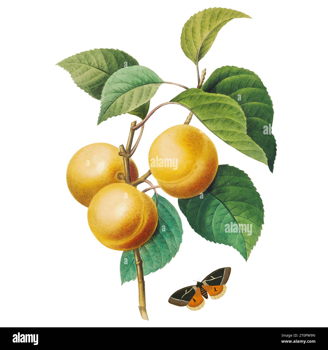 Peach-apricot illustration of Pierre-Joseph Redoute, royal botanical ...
