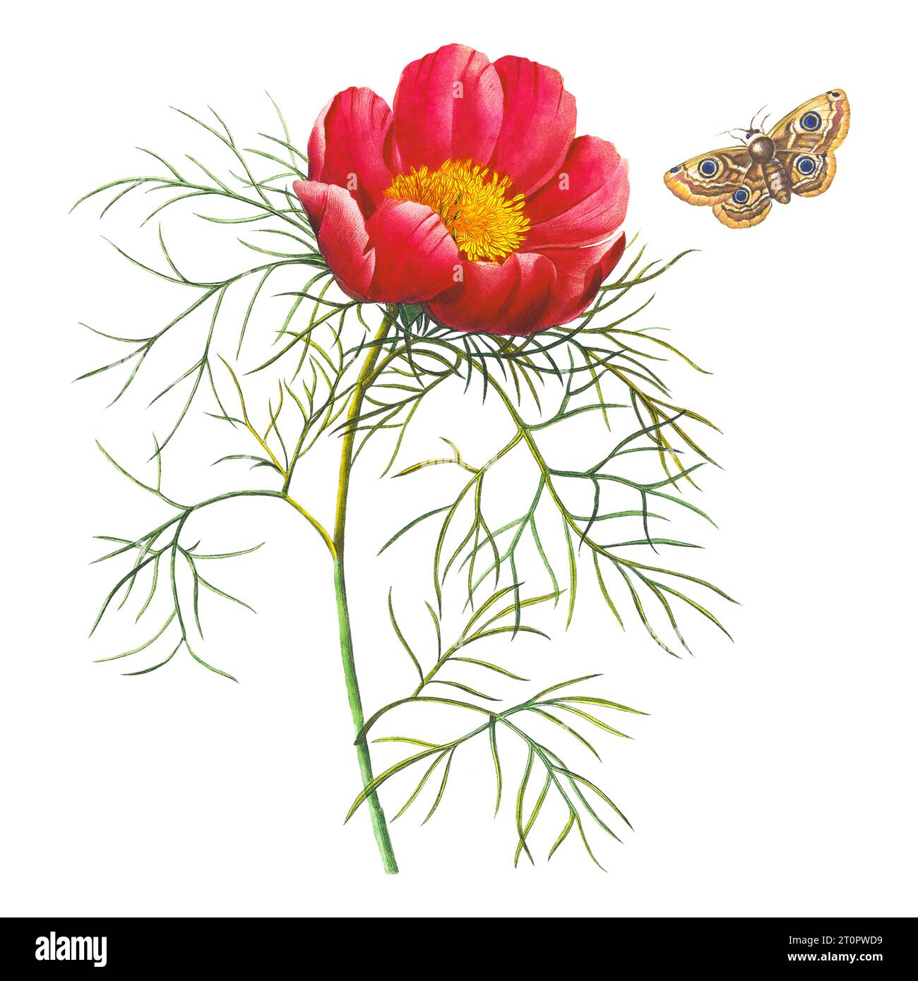 Peony botanical illustration of Pierre-Joseph Redoute, royal botanical ...