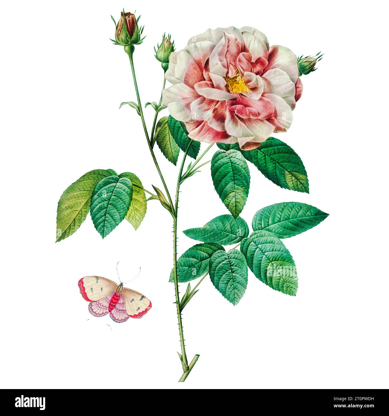 Rose. Botanical illustration of Pierre-Joseph Redoute, royal botanical ...
