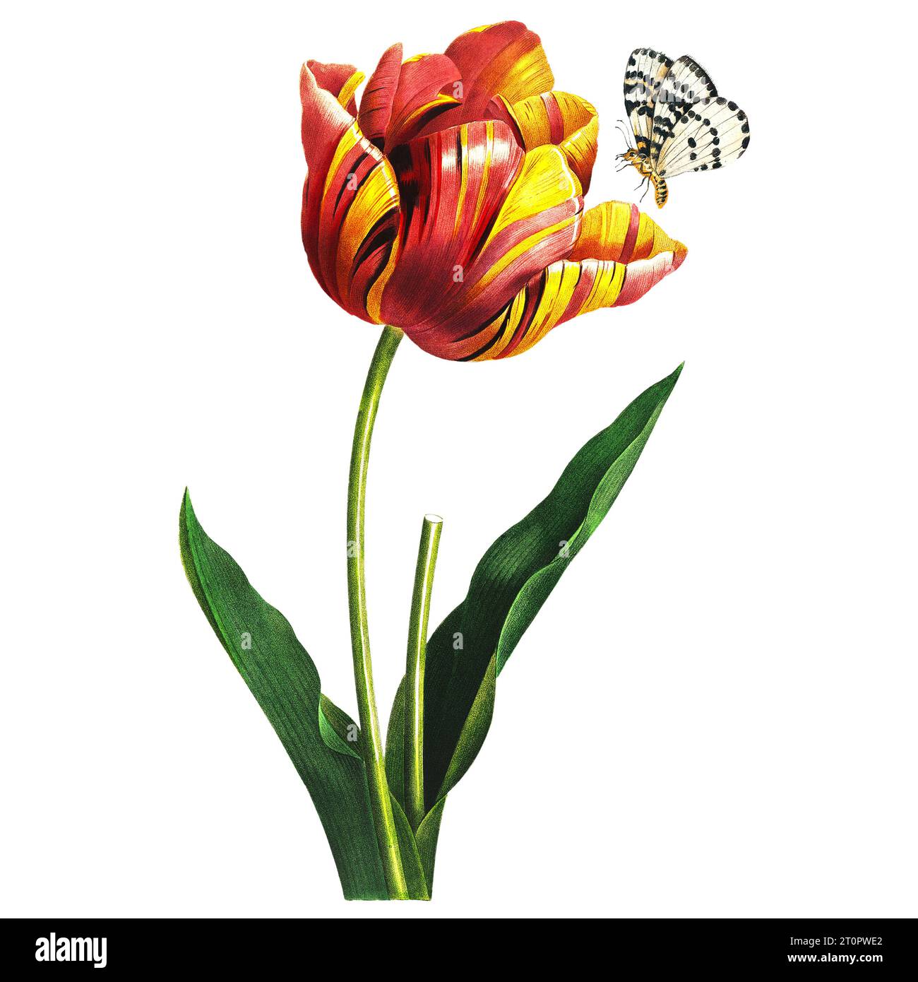 Tulip botanical illustration of Pierre-Joseph Redoute, royal botanical ...