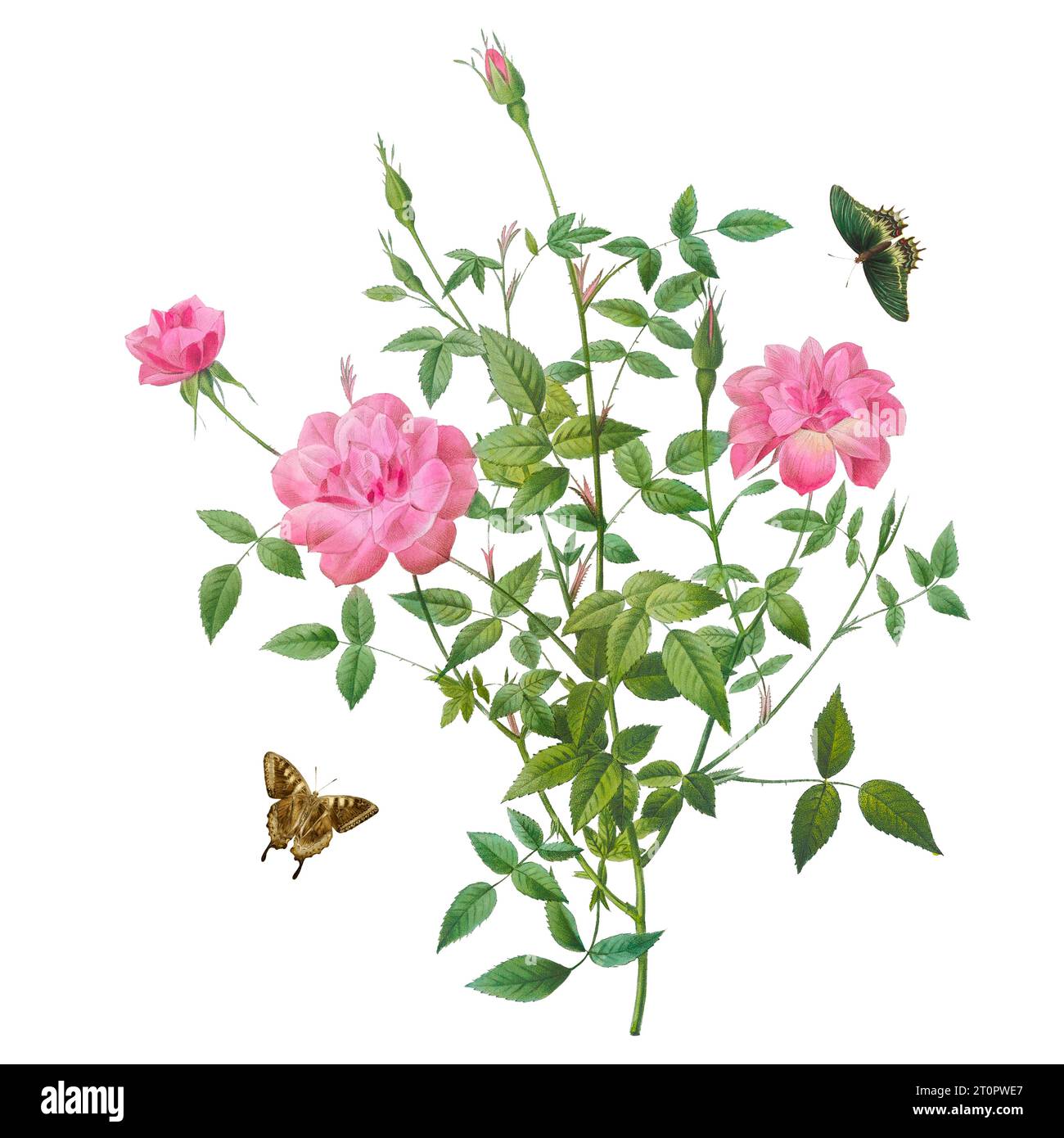 Pink rose. Botanical illustration of Pierre-Joseph Redoute, royal ...