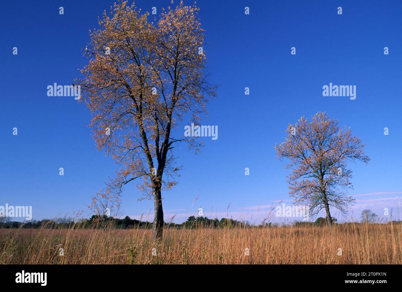 Prairie tree along Prairie's Edge Wildlife Drive, Trempealeau National ...