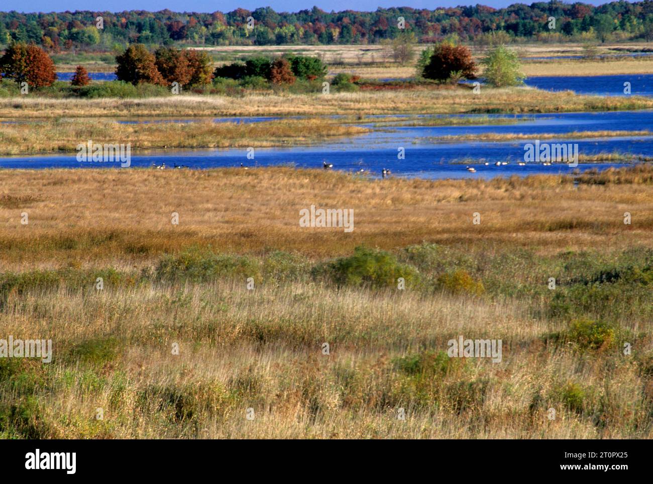 View of Rynearson Pool #1 from Observation Tower, Necedah National ...