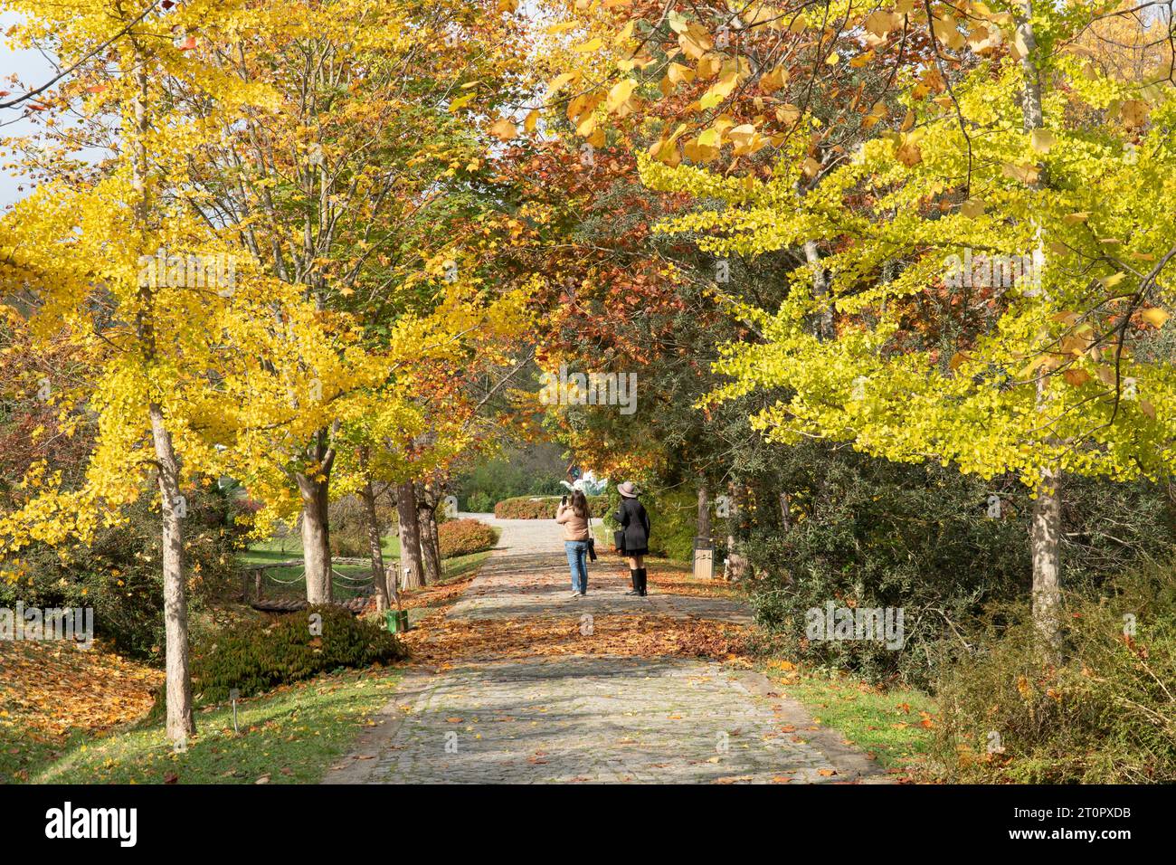 Autumn path with yellow leaves and trees. Walking people in autumn park ...