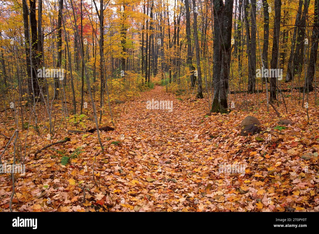 Morgan Falls Trail, Chequamegon-Nicolet National Forest, Wisconsin ...