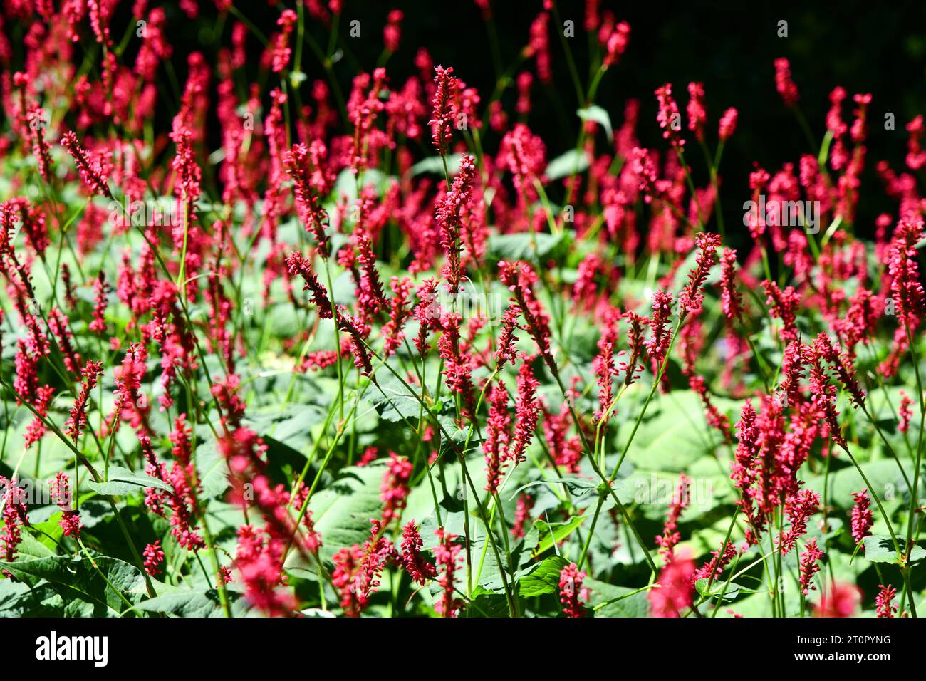 red-flowering knotweed on the edge of a park Stock Photo - Alamy