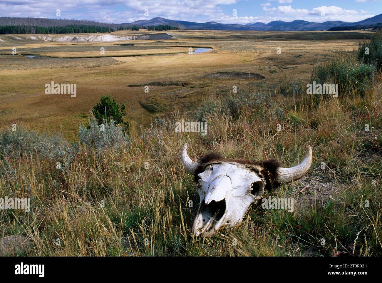 Bison skull hi-res stock photography and images - Alamy