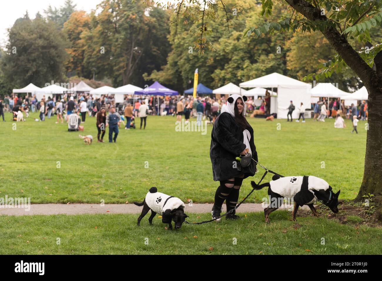 Cat extravaganza hi-res stock photography and images - Alamy