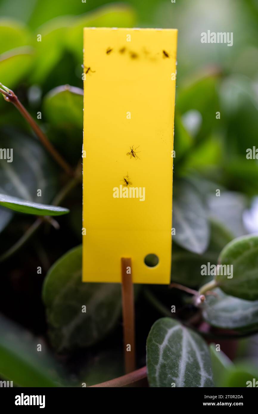 Fungus gnats stuck on yellow sticky trap. Flypaper for Sciaridae insect ...