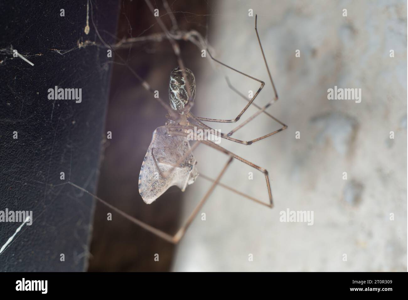 Spider in wild slow motion hi-res stock photography and images - Alamy