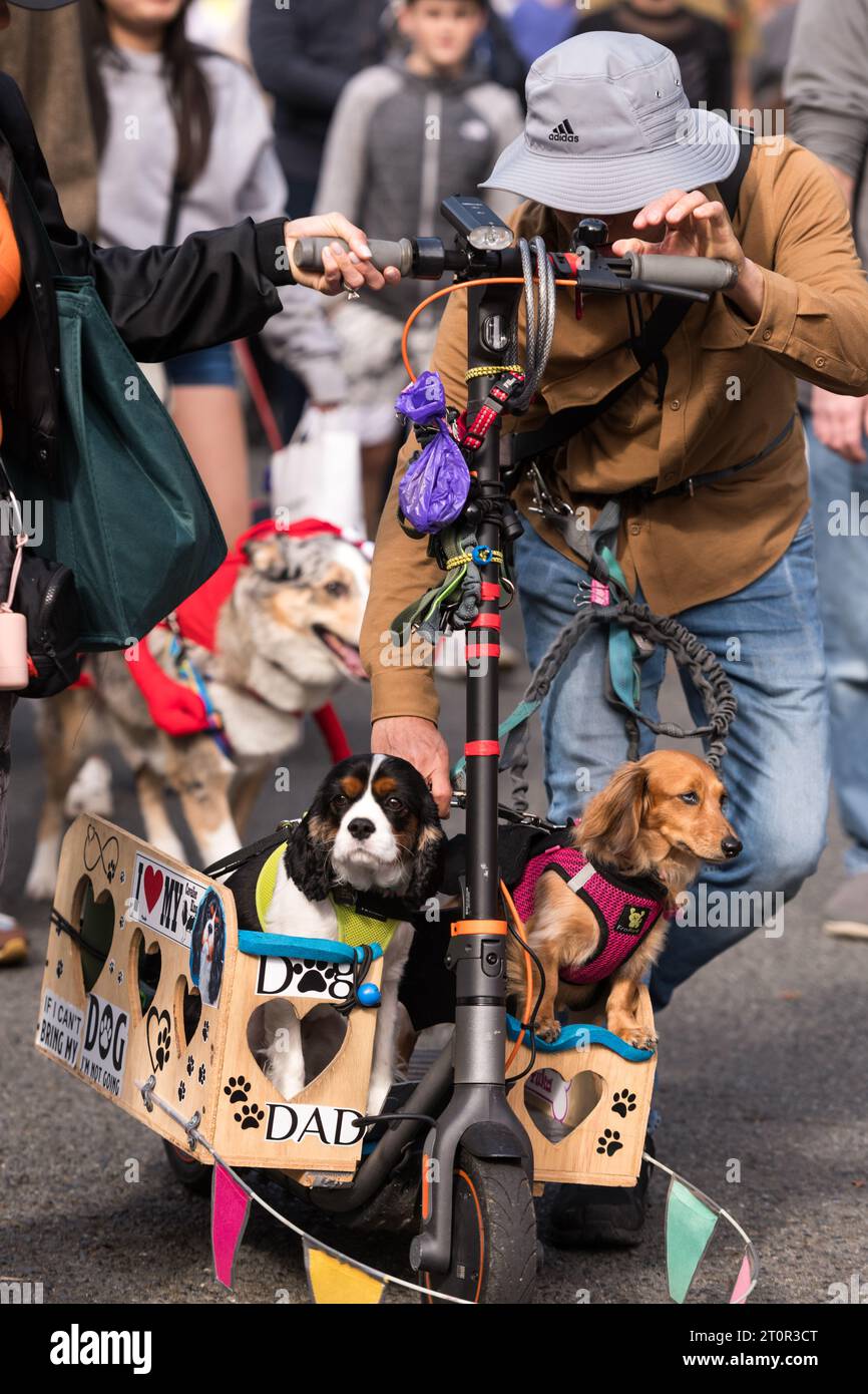 Cat extravaganza hi-res stock photography and images - Alamy