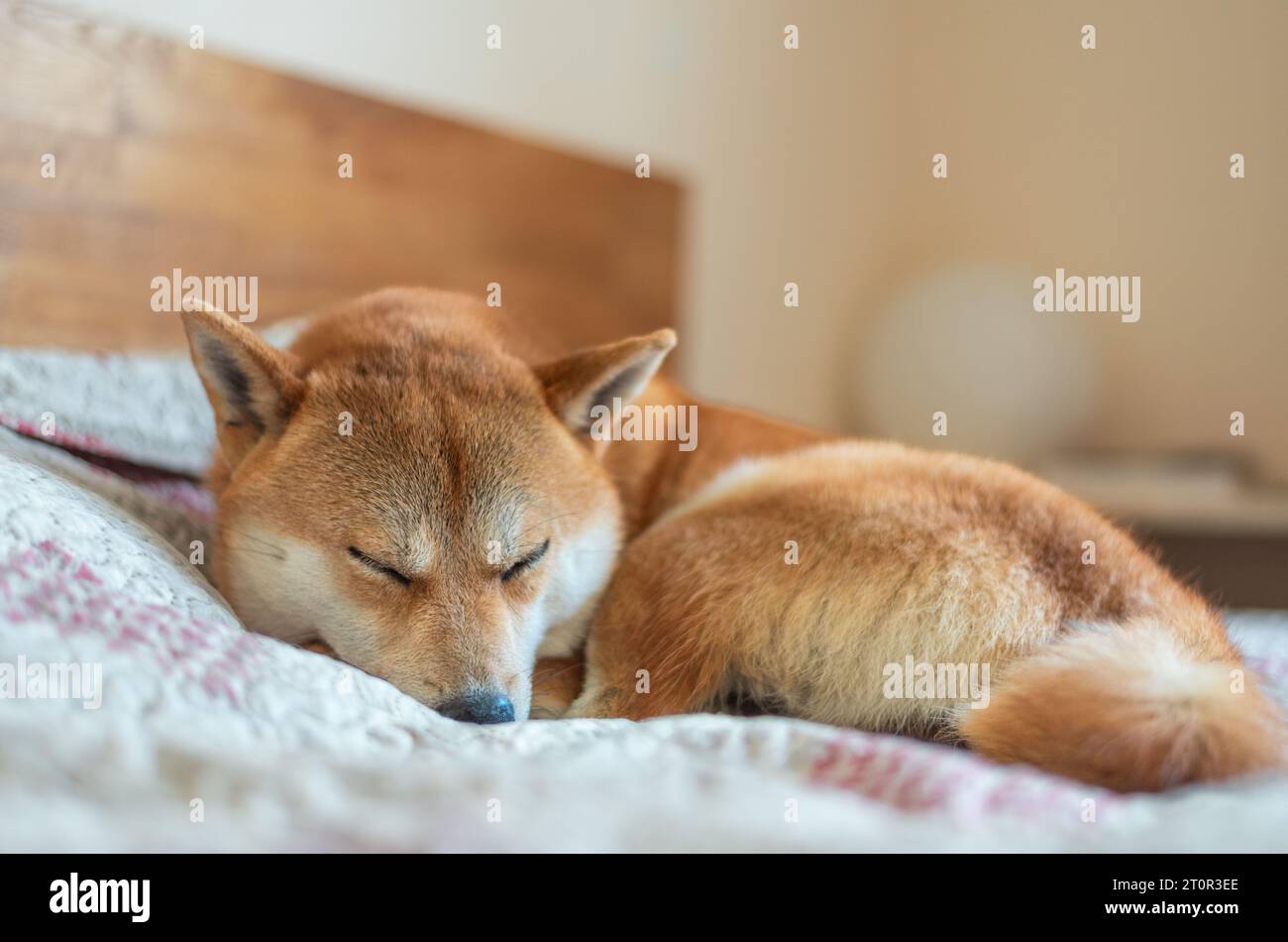 Cute Shiba inu dog is sleeping on the bed in the bedroom Stock Photo ...