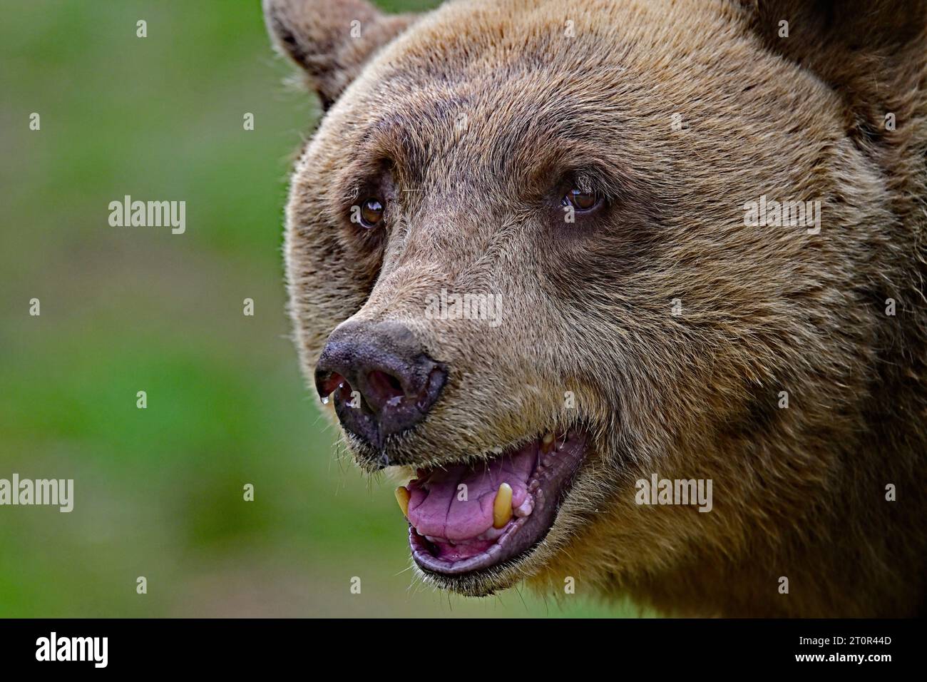 Black Bear Portrait - Up & Close Stock Photo - Alamy