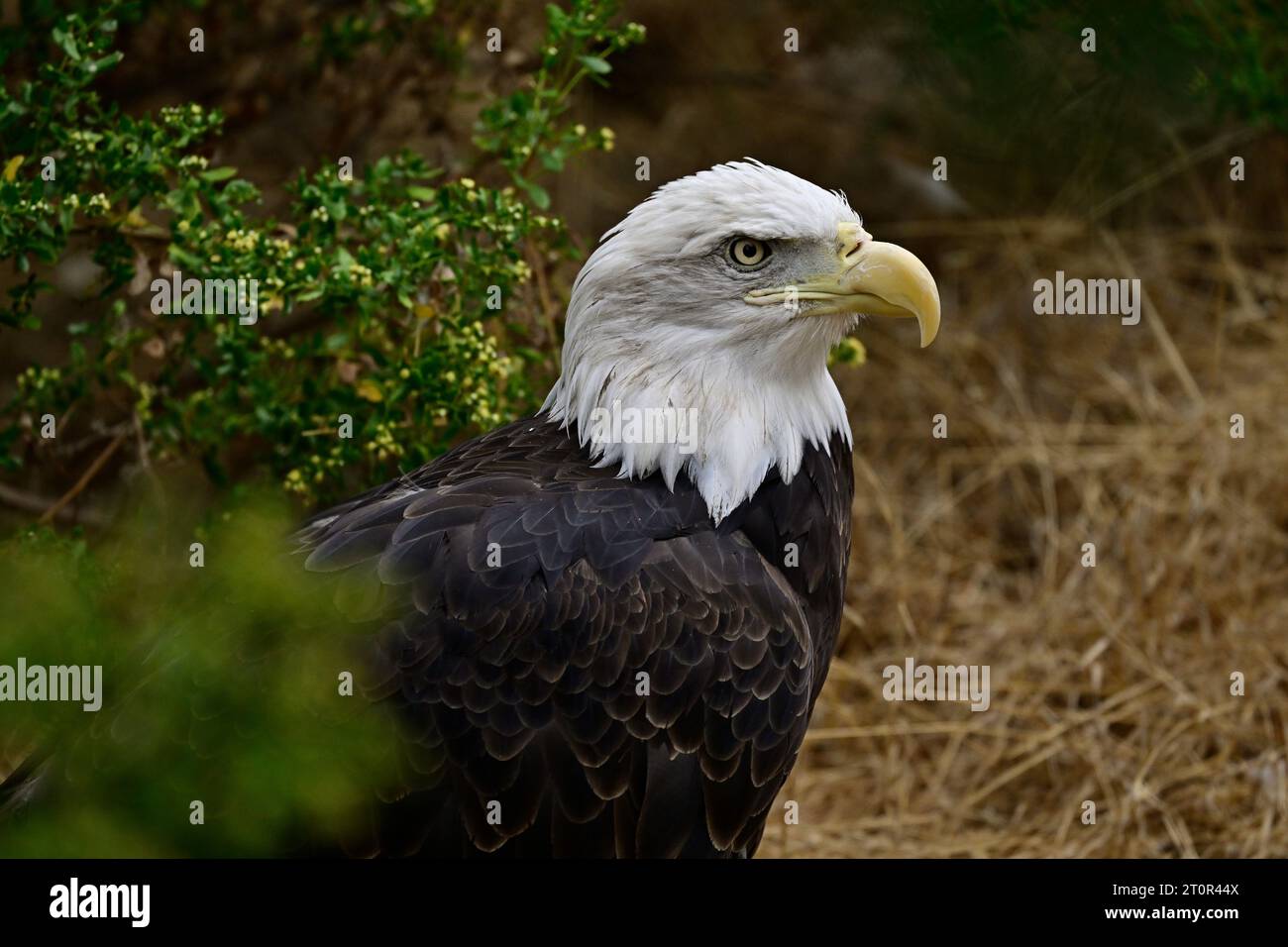 Bald Eagle Portrait - on the ground Stock Photo - Alamy