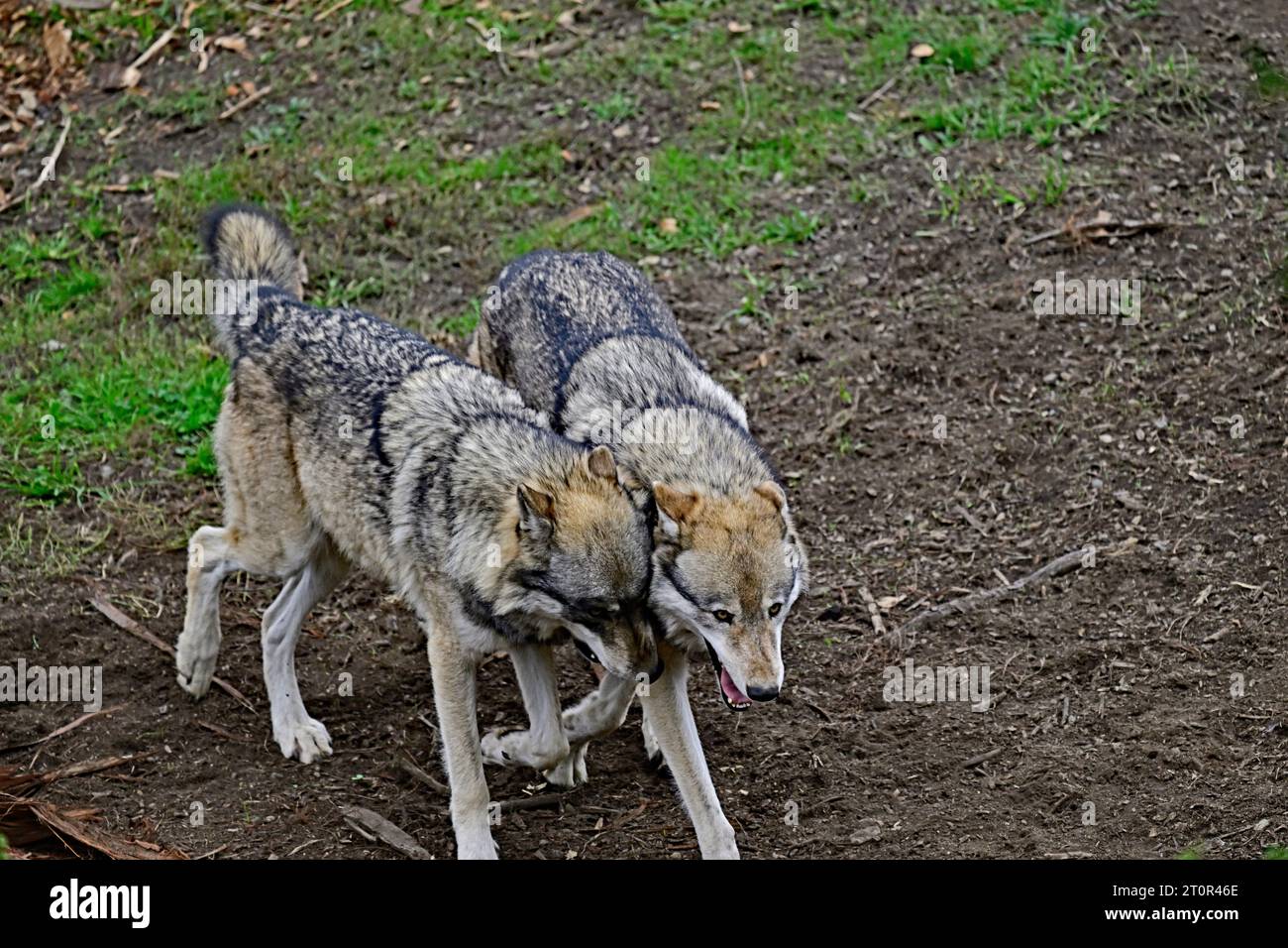 Wolf Pack enjoying some Play TIme Stock Photo - Alamy