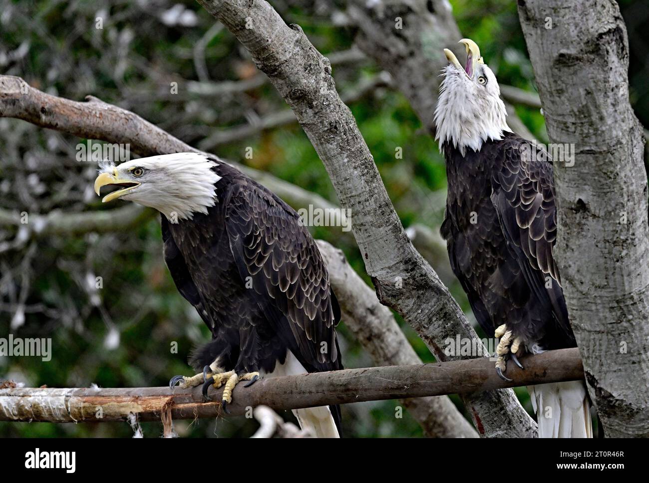 Bald eagle pair together hi-res stock photography and images - Alamy
