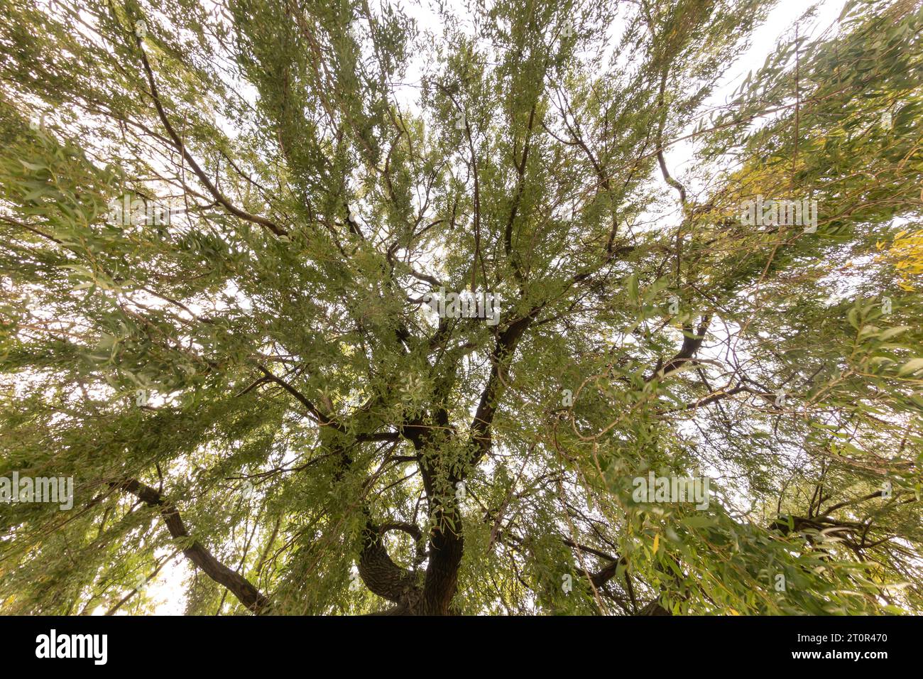 treetops with fall foliage seen from below Stock Photo - Alamy