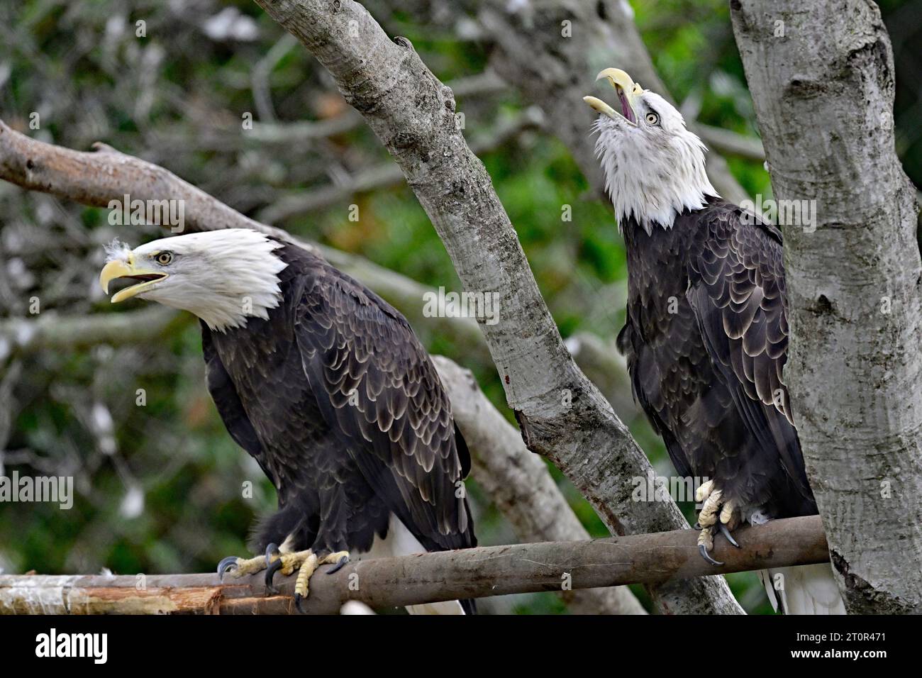Bald eagle pair together hi-res stock photography and images - Alamy