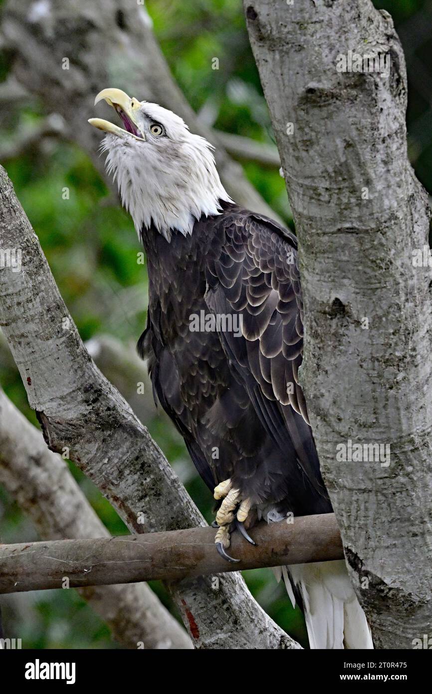 Large bald eagle hi-res stock photography and images - Alamy