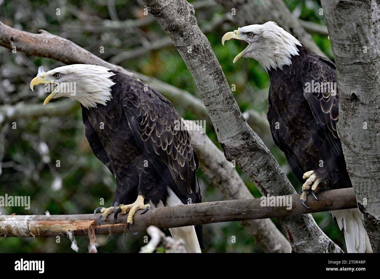 Bald eagle pair together hi-res stock photography and images - Alamy