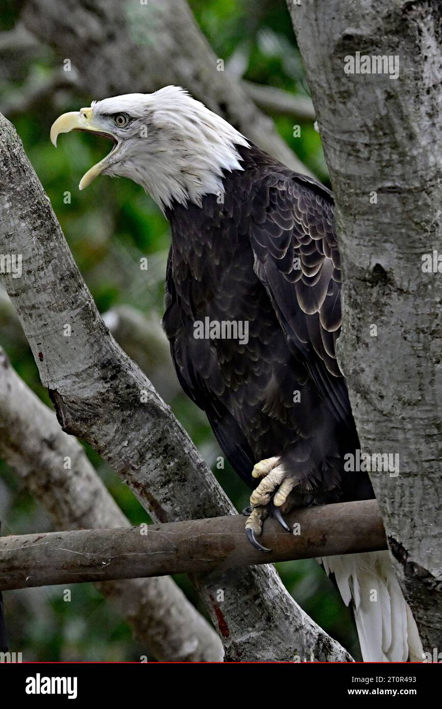 Screeching bird hi-res stock photography and images - Alamy