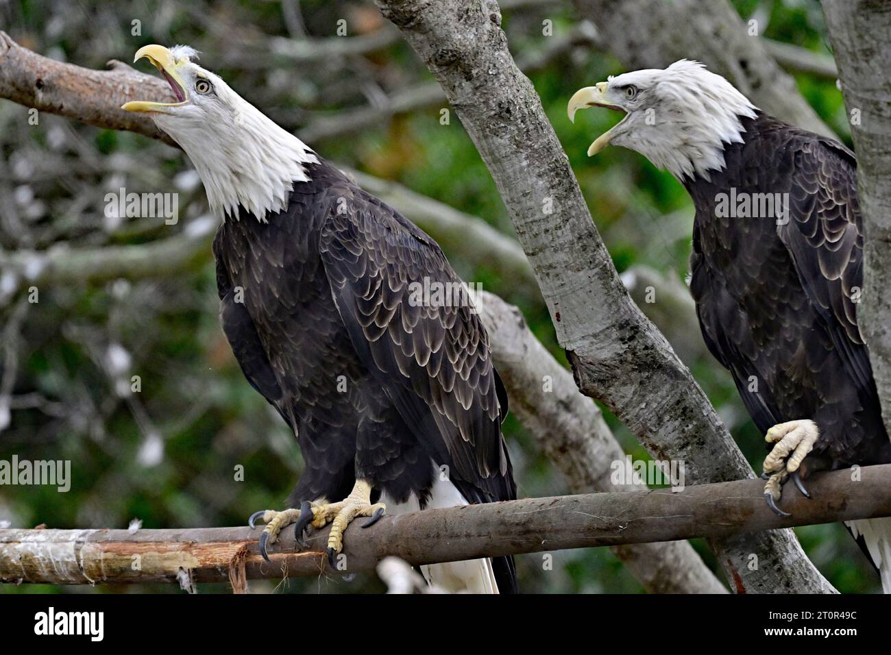 Bald eagle pair together hi-res stock photography and images - Alamy