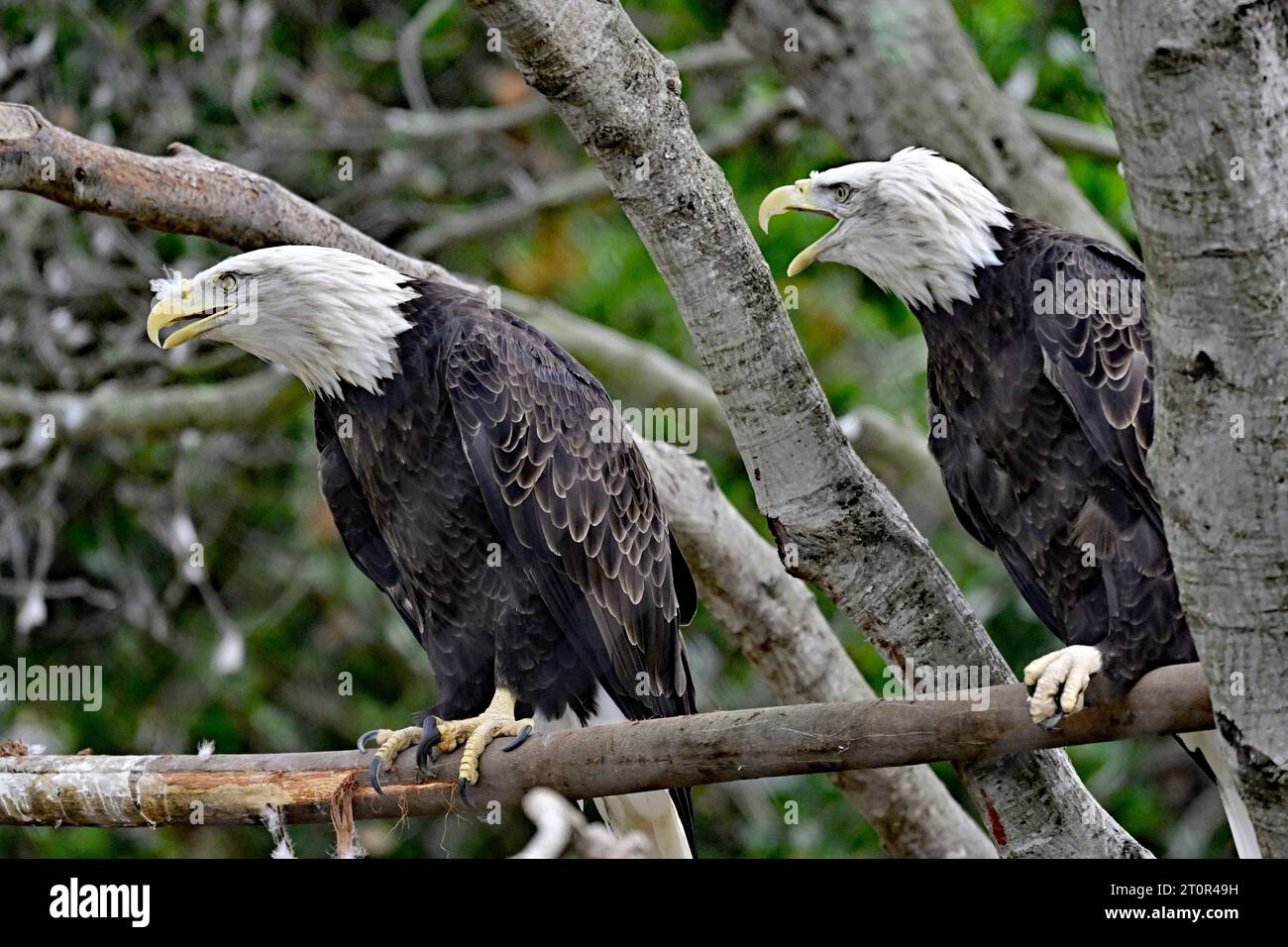 Screeching eagles hi-res stock photography and images - Alamy