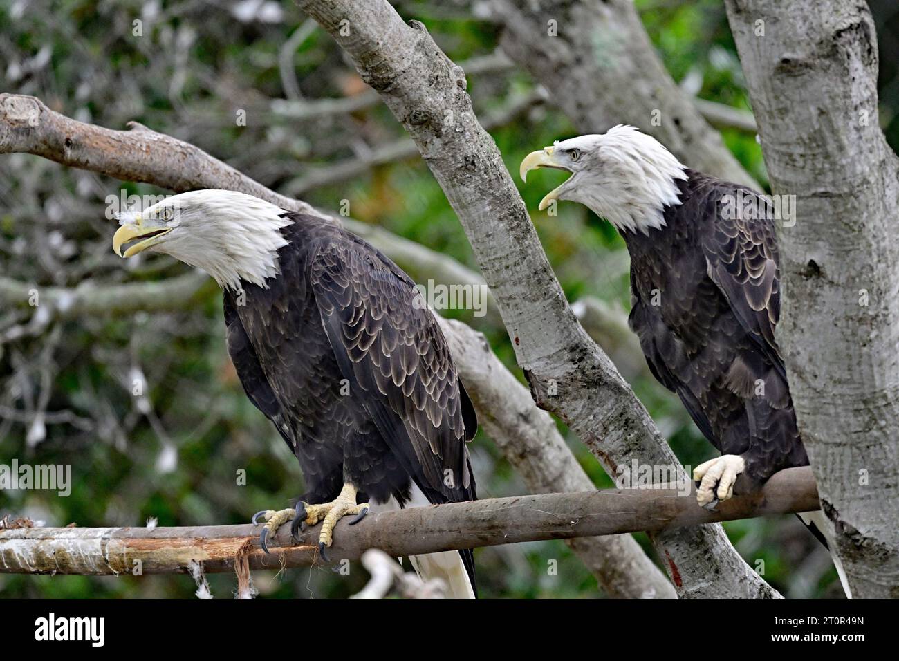Predator bir hi-res stock photography and images - Alamy