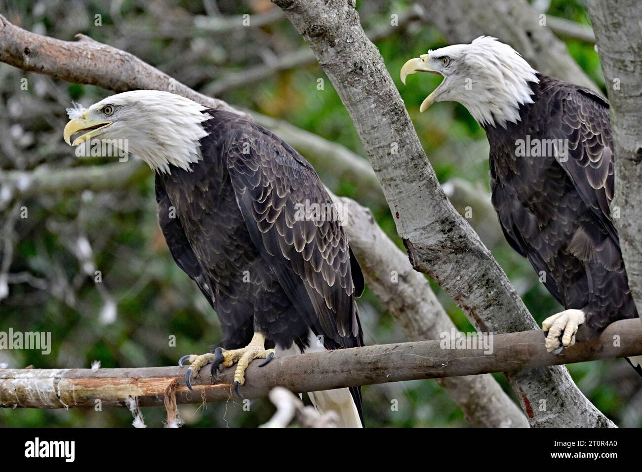 Bald eagle pair together hi-res stock photography and images - Alamy