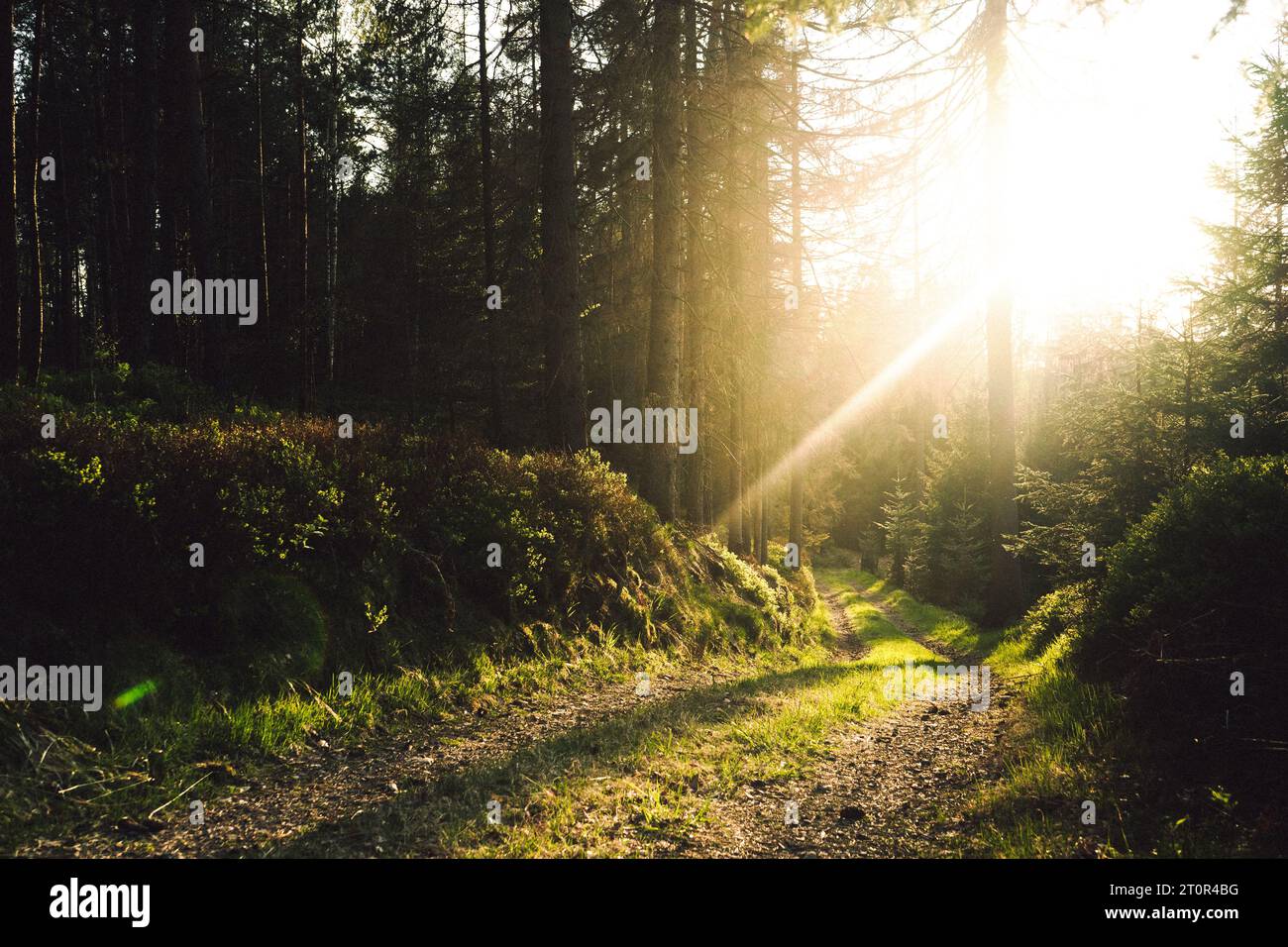 Sun shining through trees on forest path in wilderness, Czech republic ...