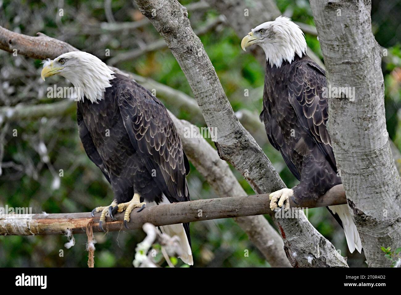 Bald eagle pair together hi-res stock photography and images - Alamy
