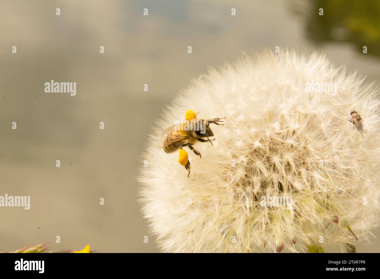 sitting honey worker bee with collected yellow pollen on its legs on a ...