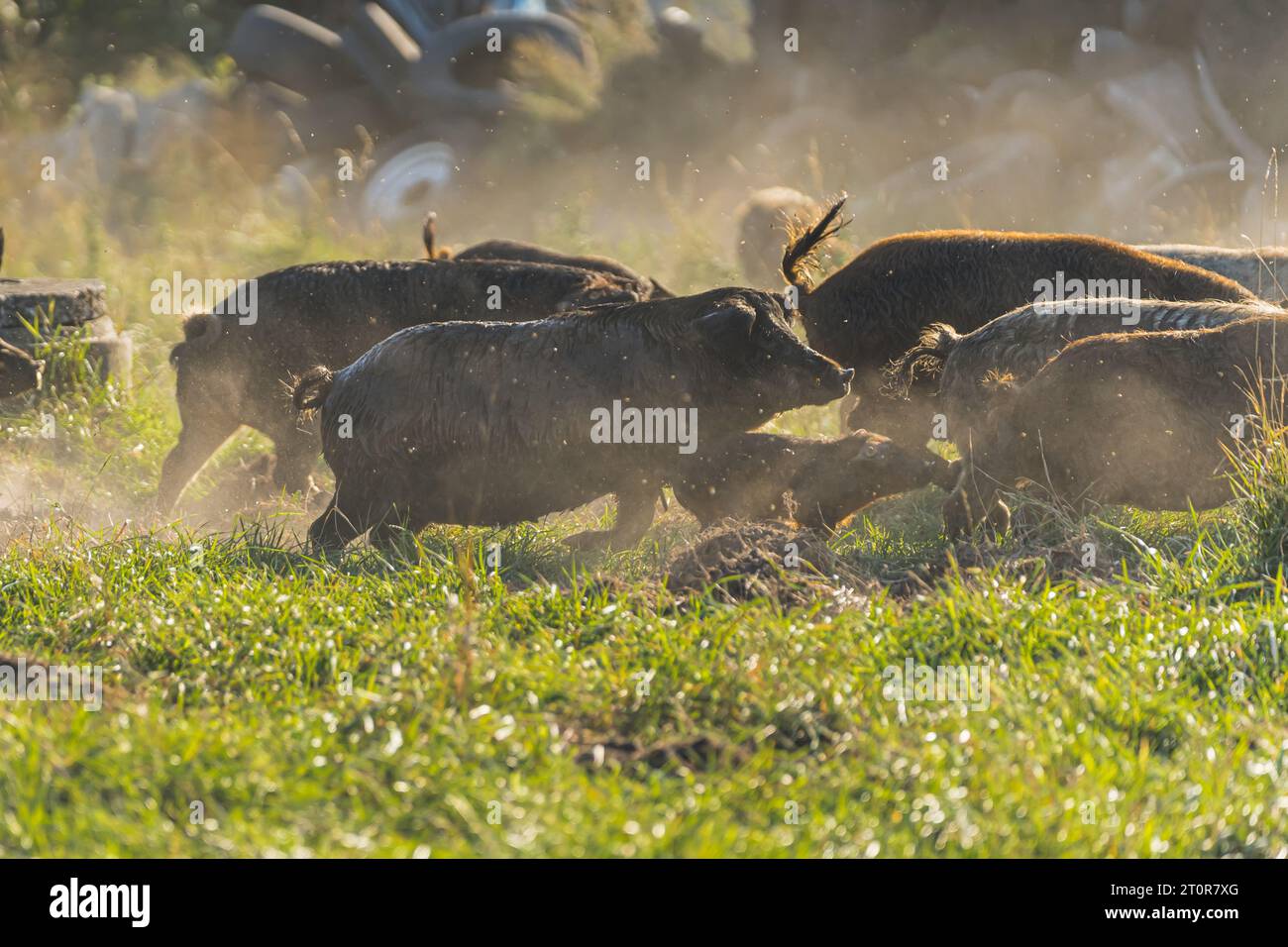 Pigs running free hi-res stock photography and images - Alamy