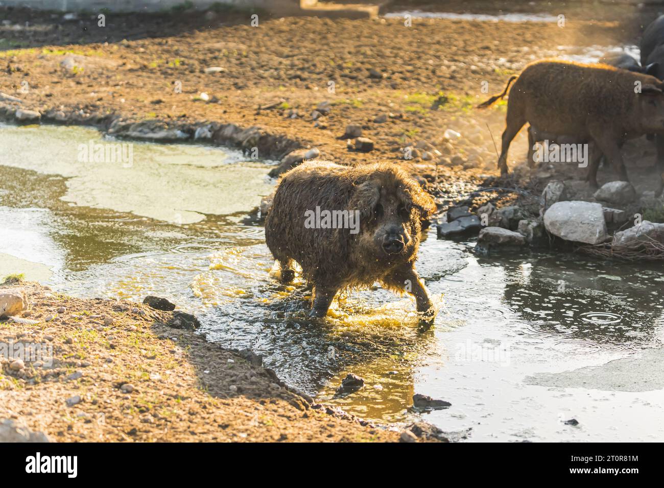 Mangalica pigs mudbathing in a puddle at organic pig farm. High quality ...