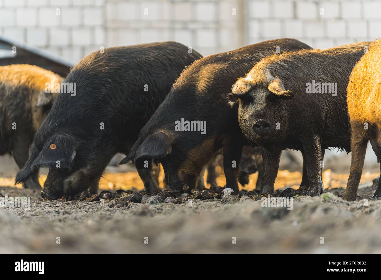 Mangalitsa wool pig hi-res stock photography and images - Alamy